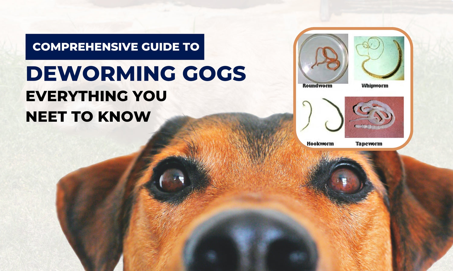 Comprehensive Guide to Deworming Dogs | Pooch Ooze