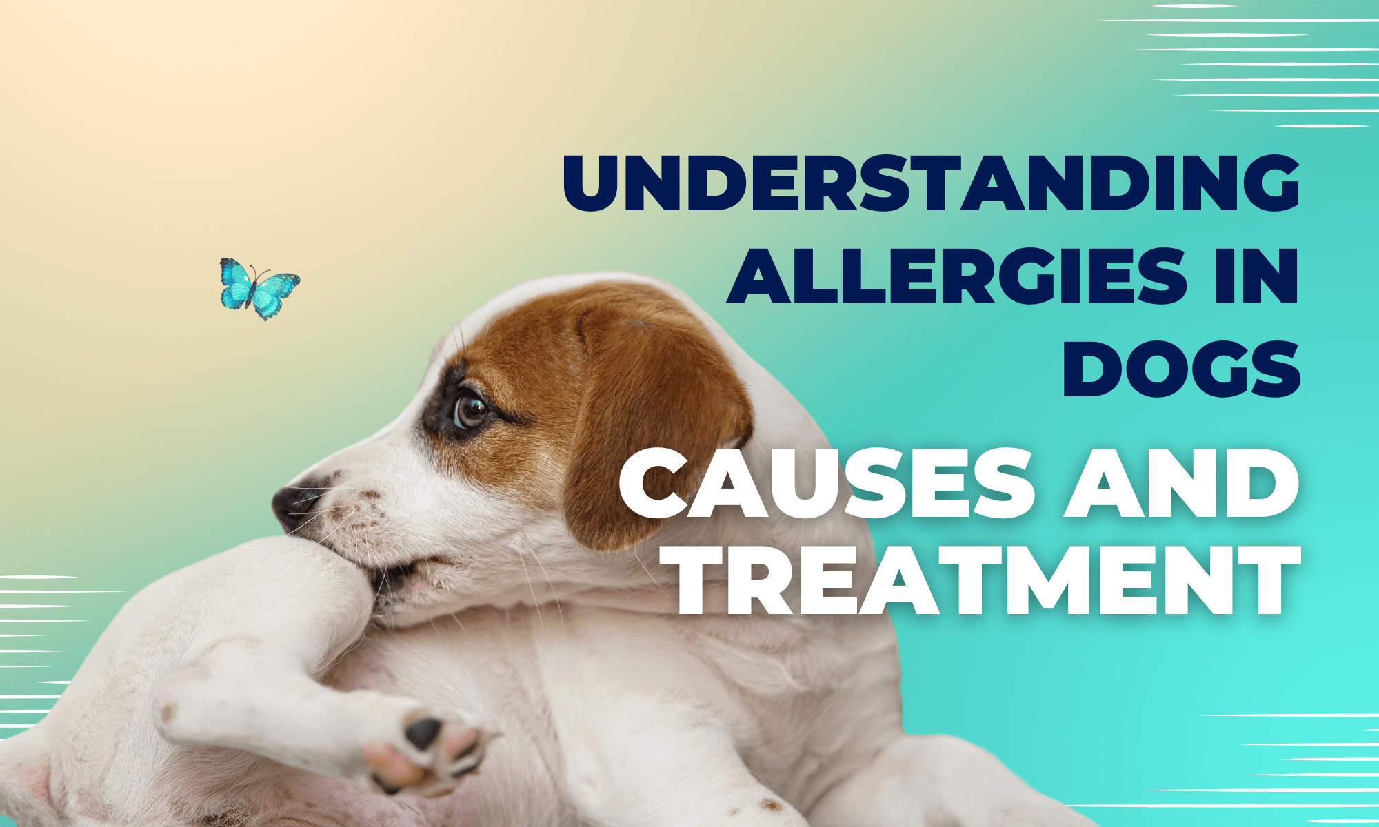 Understanding allergies in dogs | causes and treatments – Pooch Ooze